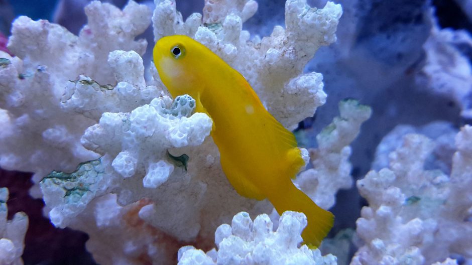 Clown Goby, Yellow (gobiodon Okinawae) Photos