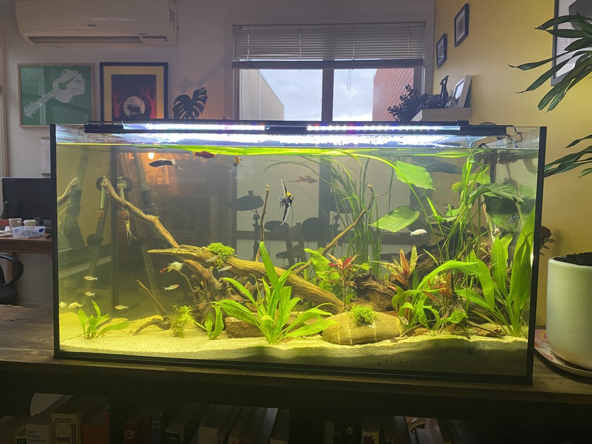 Photo #1 - My 140 Litre Sourh/central American Community Tan...