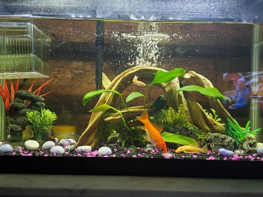 Rate Freshwater Tanks Pictures | RateMyFishTank.com