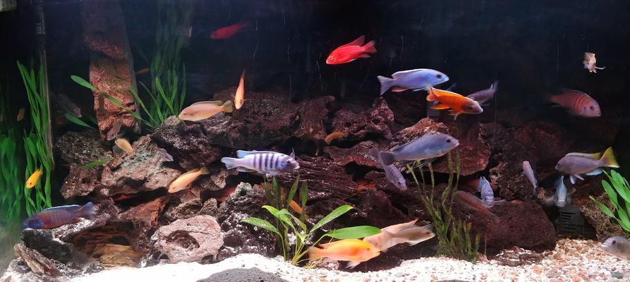 Most Beautiful Freshwater Tanks ( 2018 ) | RateMyFishTank.com