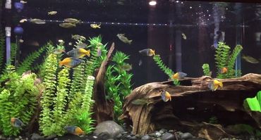 Marineland Emperor 400 Power Filter | RateMyFishTank.com