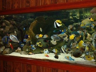 Establishing up a Clean-up Crew in Your Saltwater Aquarium