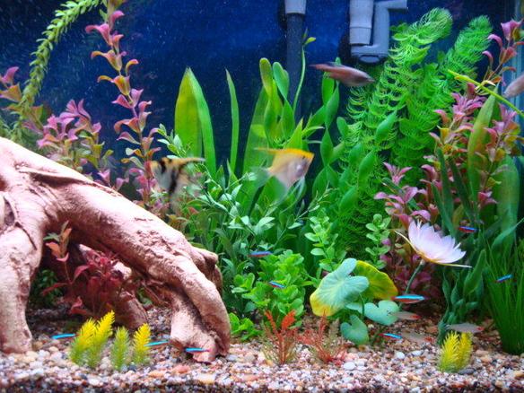 Photo #1 - My New 55 Gallon Tank With Artificial Plants And ...