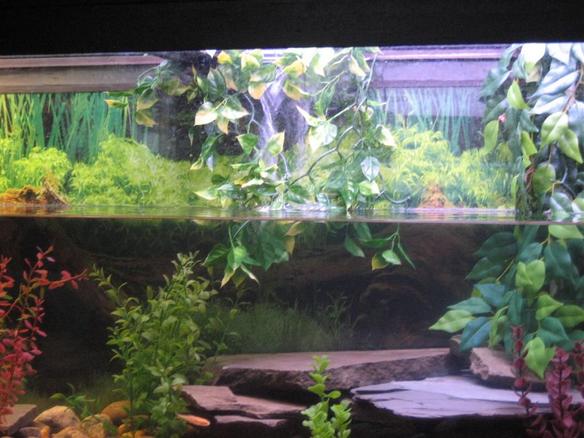 Photo #1 - Image Of Home Made Custom Turtle Tank Setup.